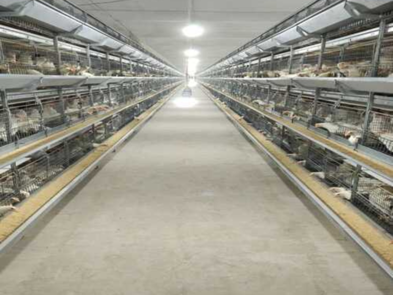Breeder Battery Cage - QUALITY SYSTEMS