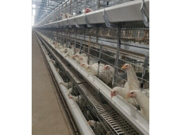 Breeder Battery Cage - Quality Systems - 2026