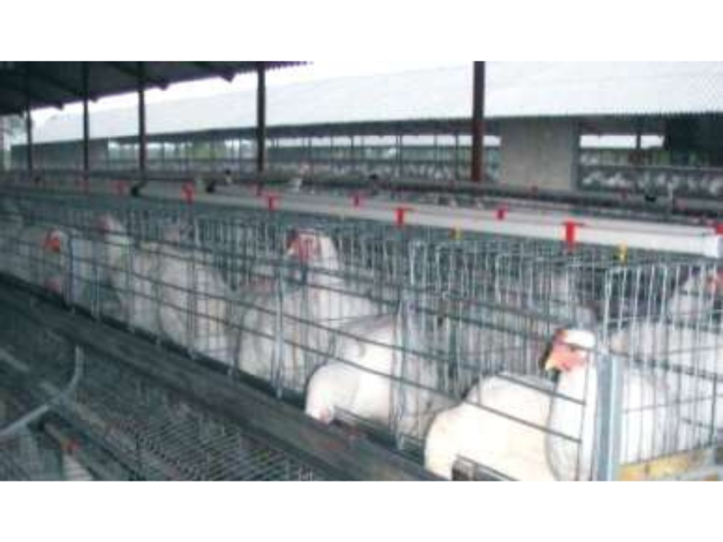 Breeder California Cage System - QUALITY SYSTEMS