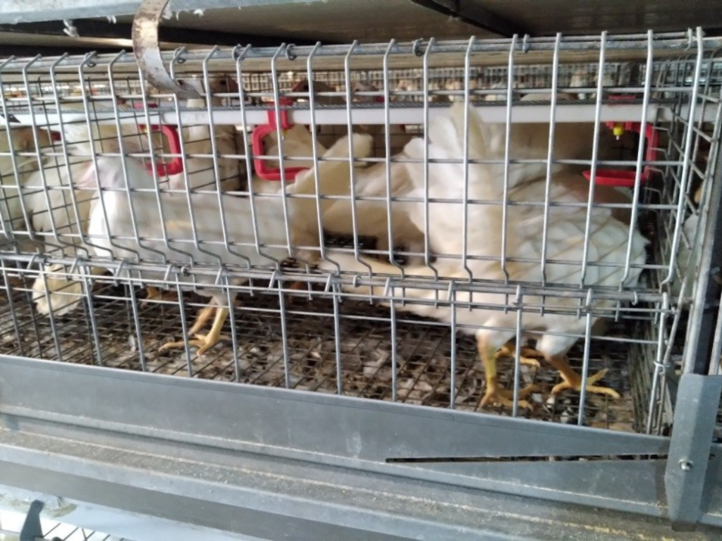 Broiler Cage - QUALITY SYSTEMS