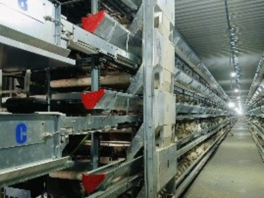 Layer Battery Cage - Quality Systems | Poultry - 2026
