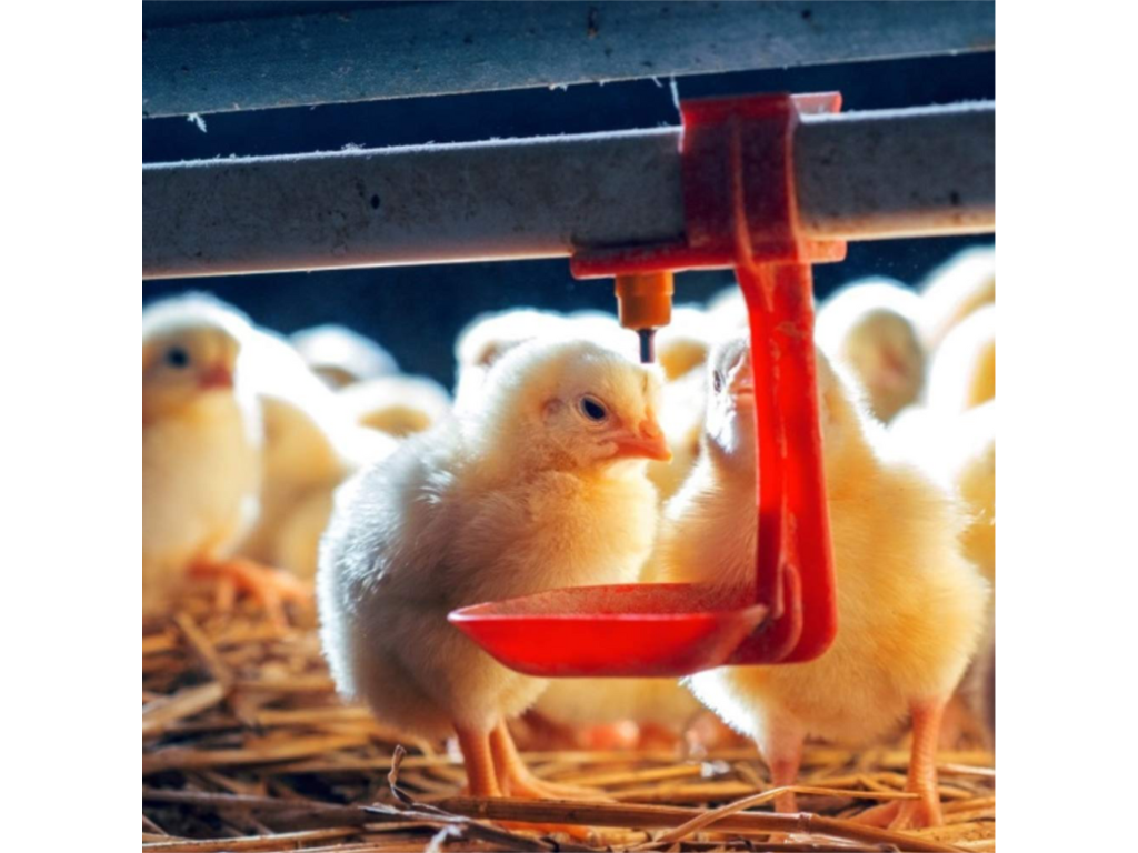 Poultry Watering System - QUALITY SYSTEMS 2026