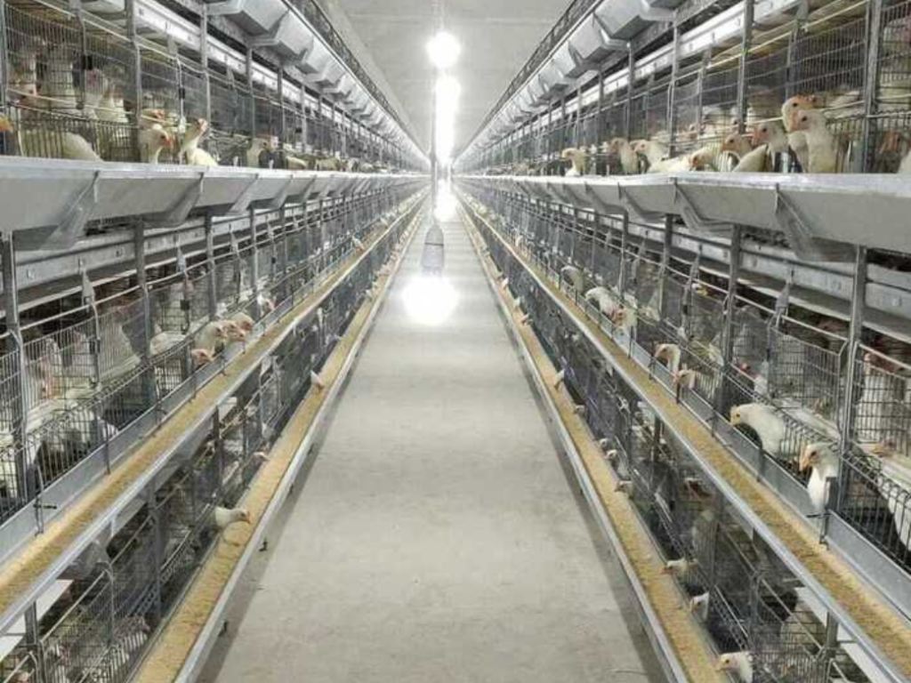Rearing Cage - QUALITY SYSTEMS